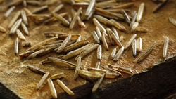 How to cook hand harvested wild rice recipes - Whole grain