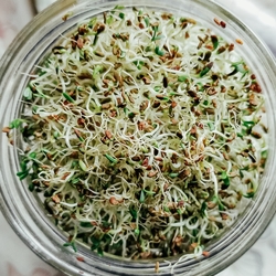 Salad - How to grow your own alfalfa sprouts recipes
