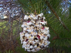 How to render pork fat for suet recipes - Ingredient